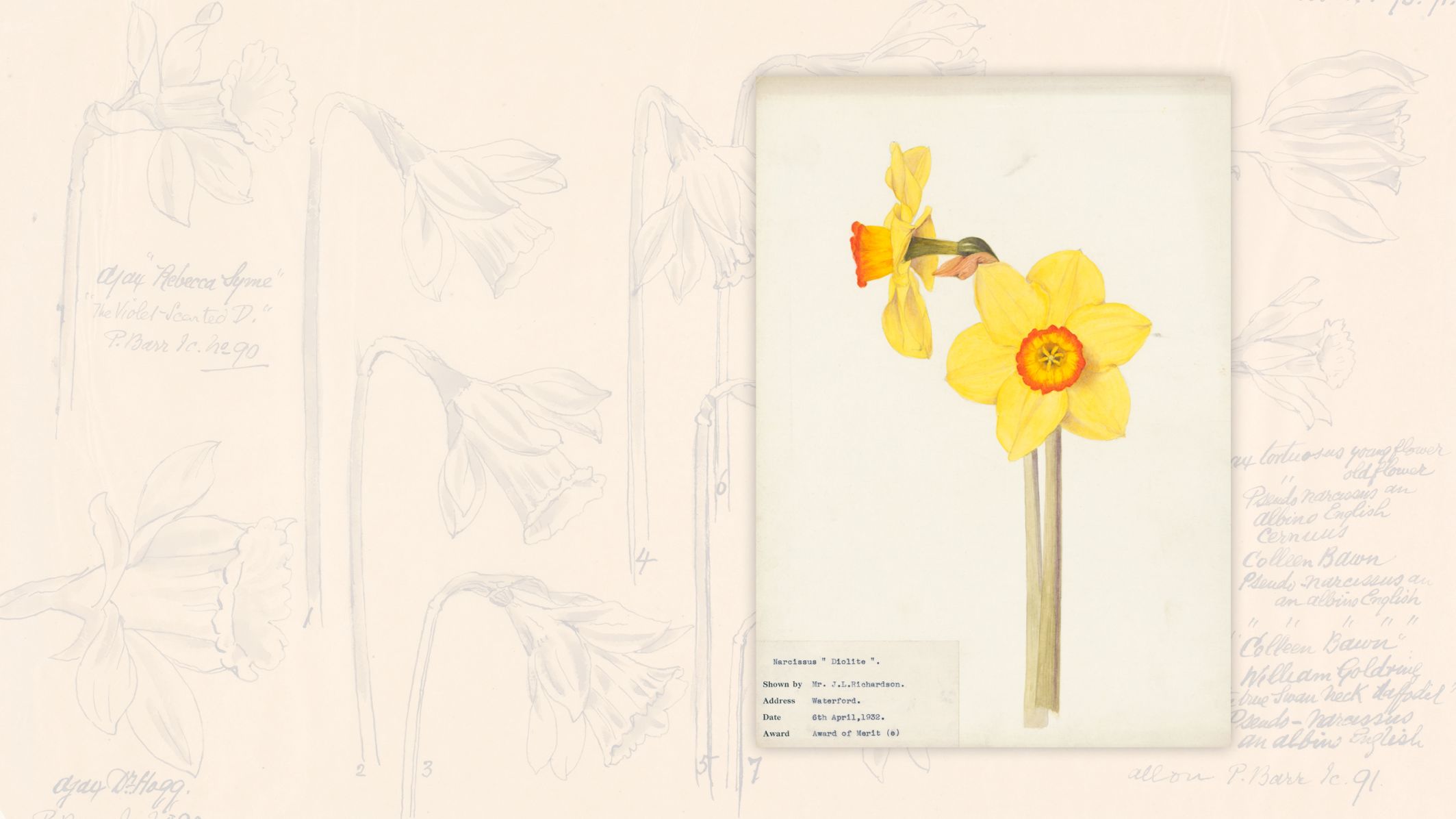 A Host of Golden Daffodils