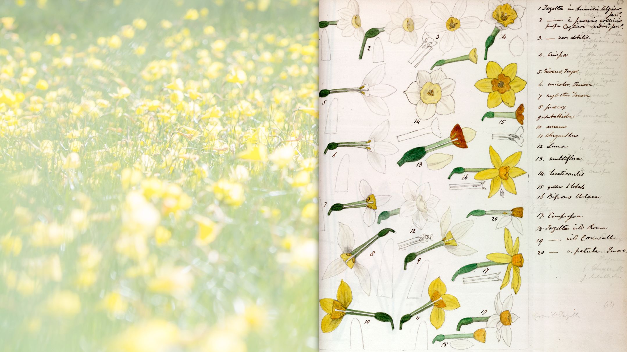 A Host of Golden Daffodils