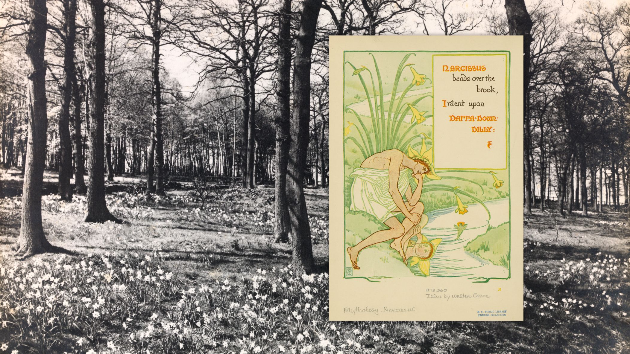 A Host of Golden Daffodils