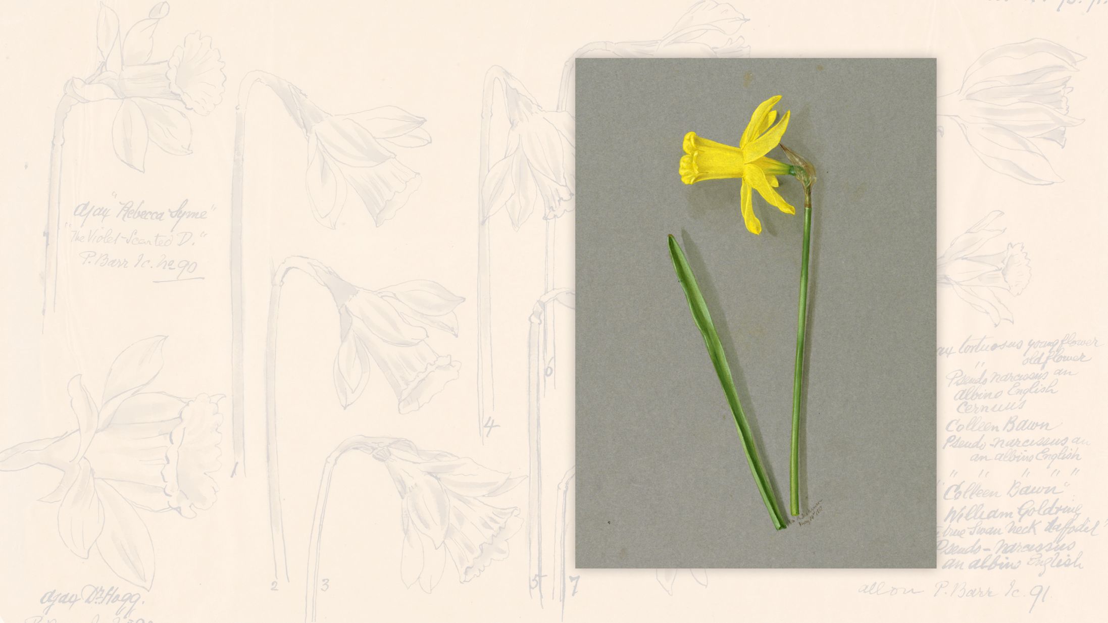 A Host of Golden Daffodils