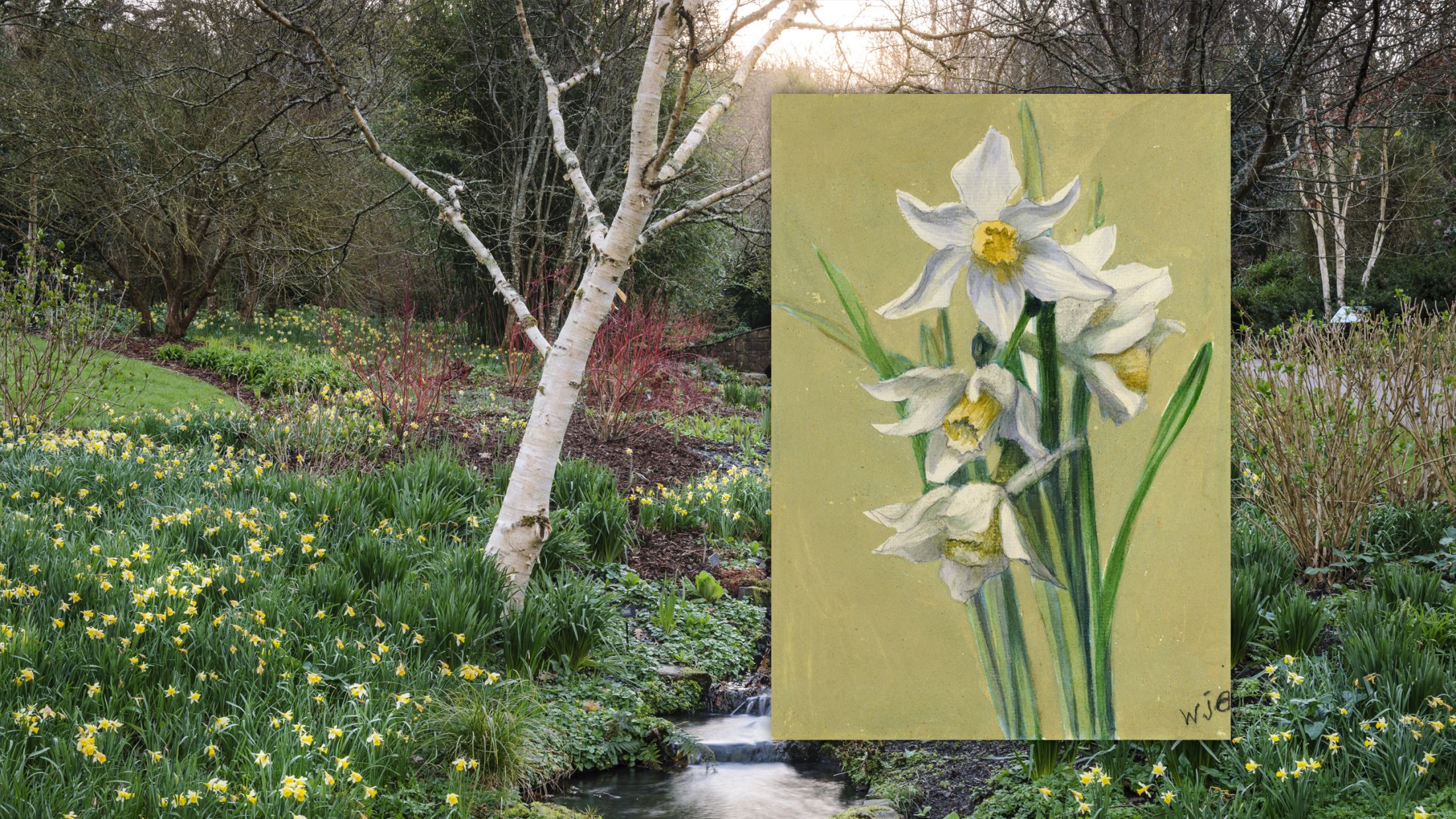 A Host of Golden Daffodils
