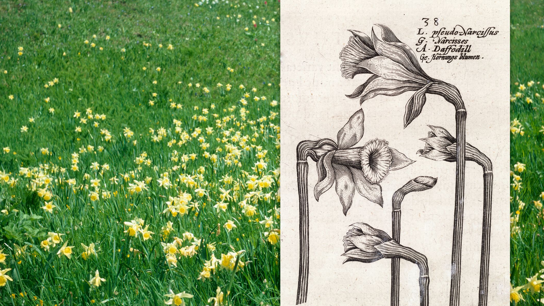 A Host of Golden Daffodils