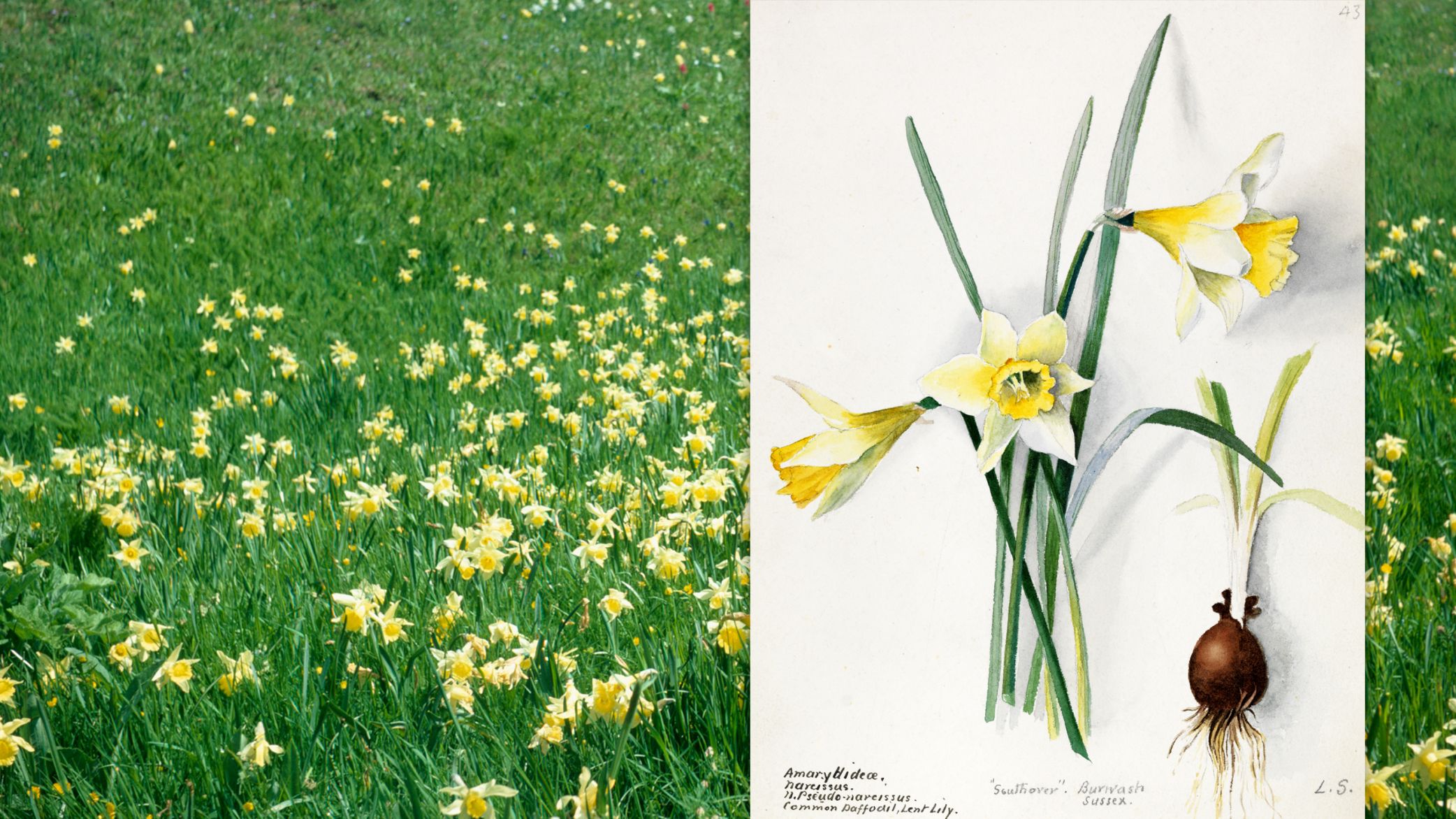 A Host of Golden Daffodils