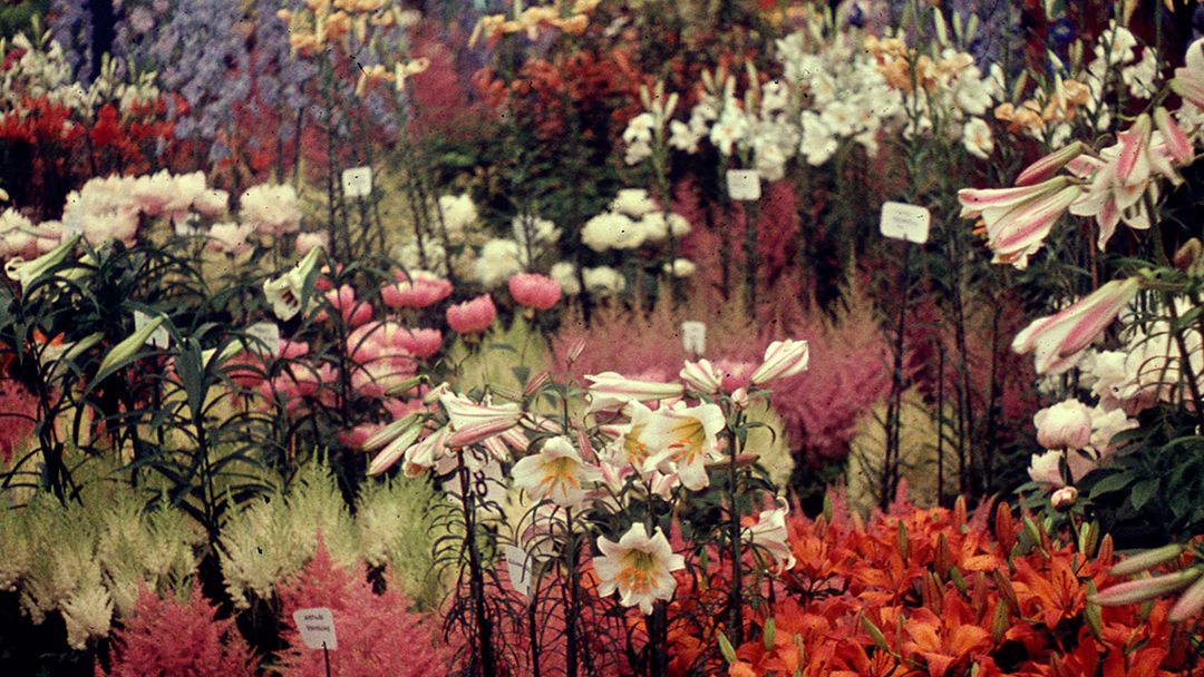 Iconic plants of Chelsea